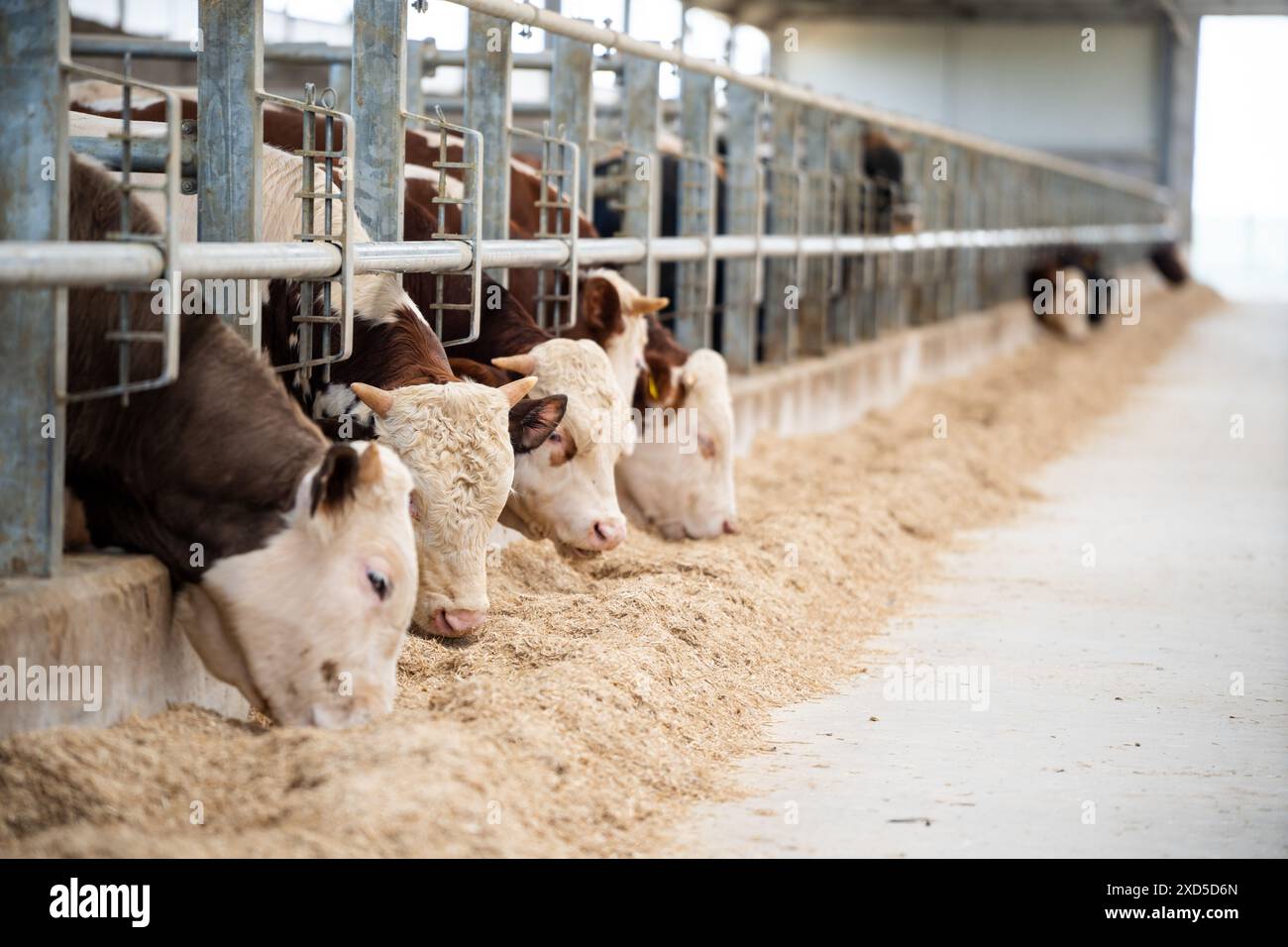 Color image of dairy farm cows indoor in the shed Stock Photo - Alamy