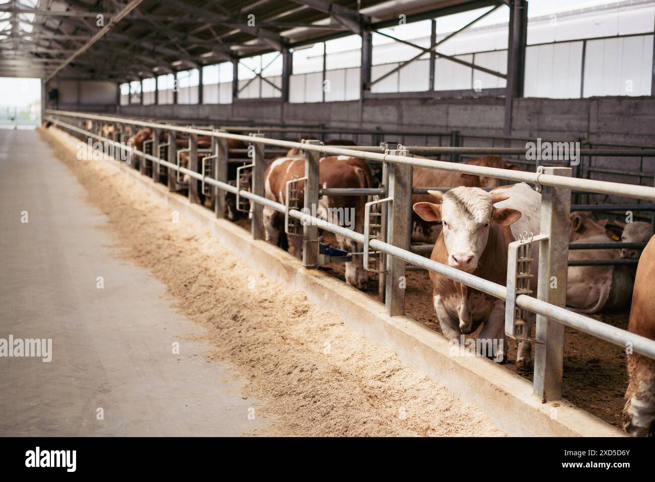 Color image of dairy farm cows indoor in the shed Stock Photo - Alamy