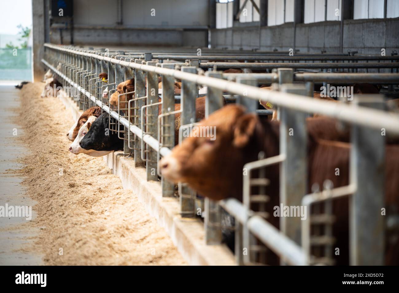 Cows grazing indoors hi-res stock photography and images - Alamy