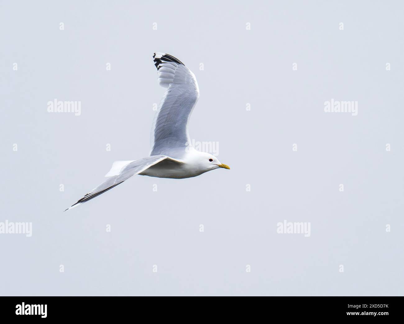 A Common Gull, Larus canus on Vatersay off the Isle of Barra, Outer ...