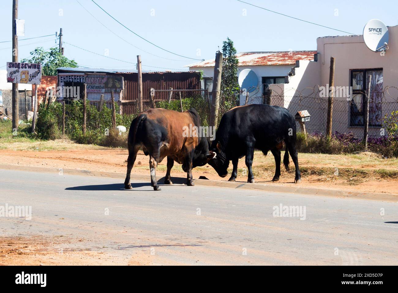 Two bulls engage hi-res stock photography and images - Alamy