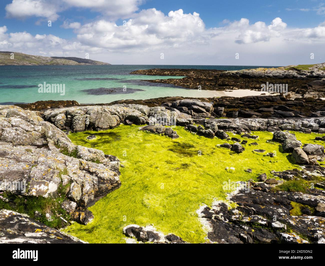 Seaweed in a rock pool on a beach on Vatersay, Outer Hebrides, Scotland ...