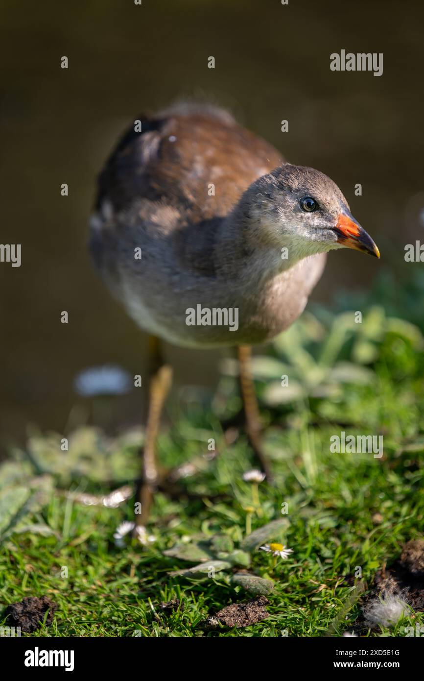 Juvenile moorhen standing on grass by a pond. Common moorhen (Gallinula ...