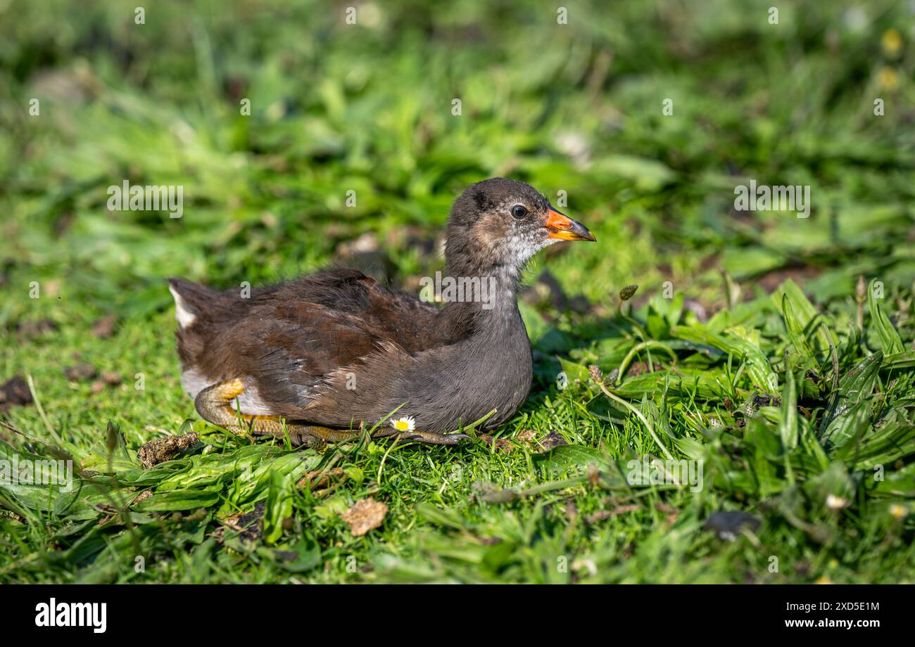 Juvenile moorhen sitting on grass. Common moorhen (Gallinula chloropus ...