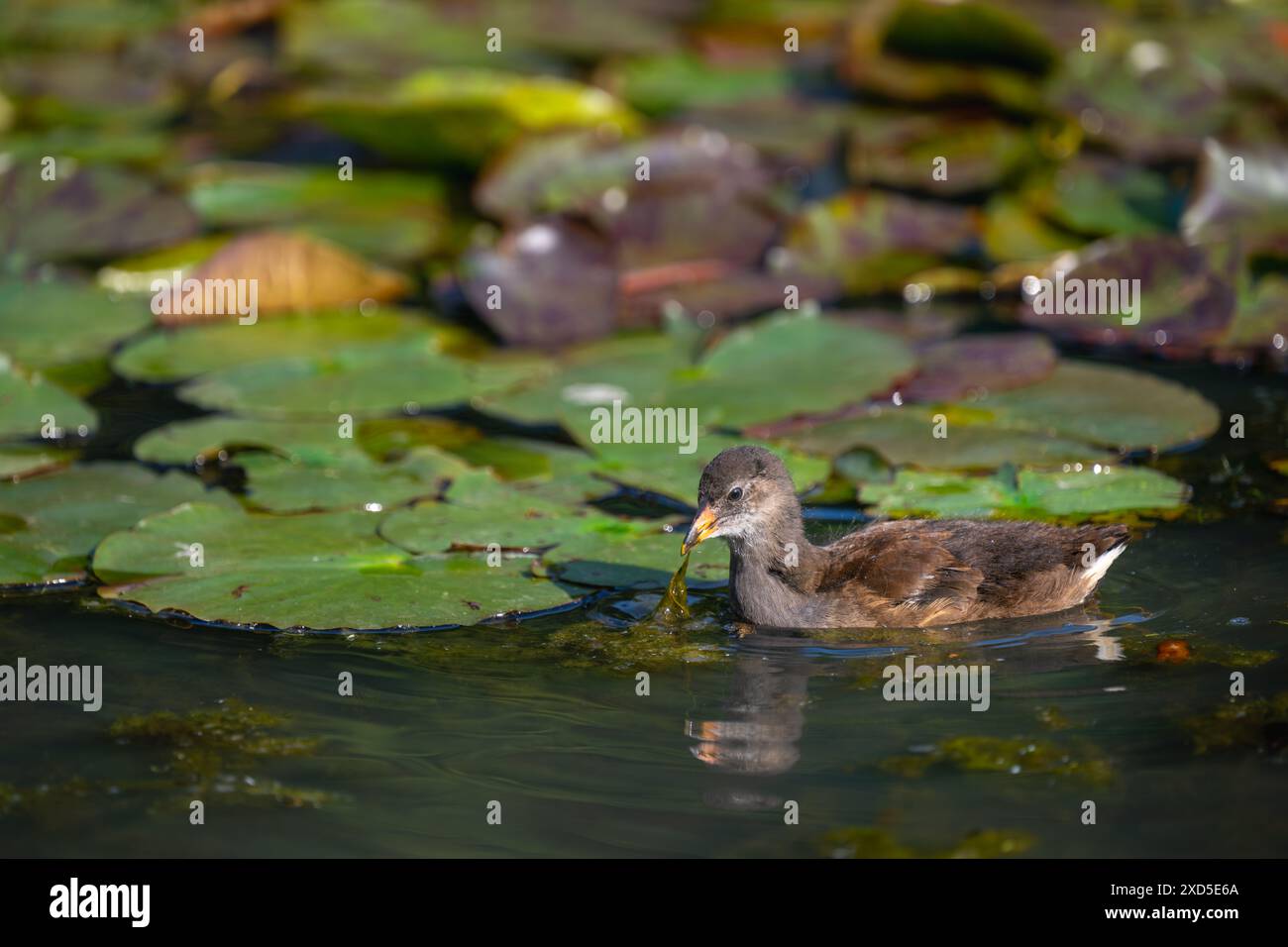 Juvenile moorhen swimming on a pond and feeding. Common moorhen ...