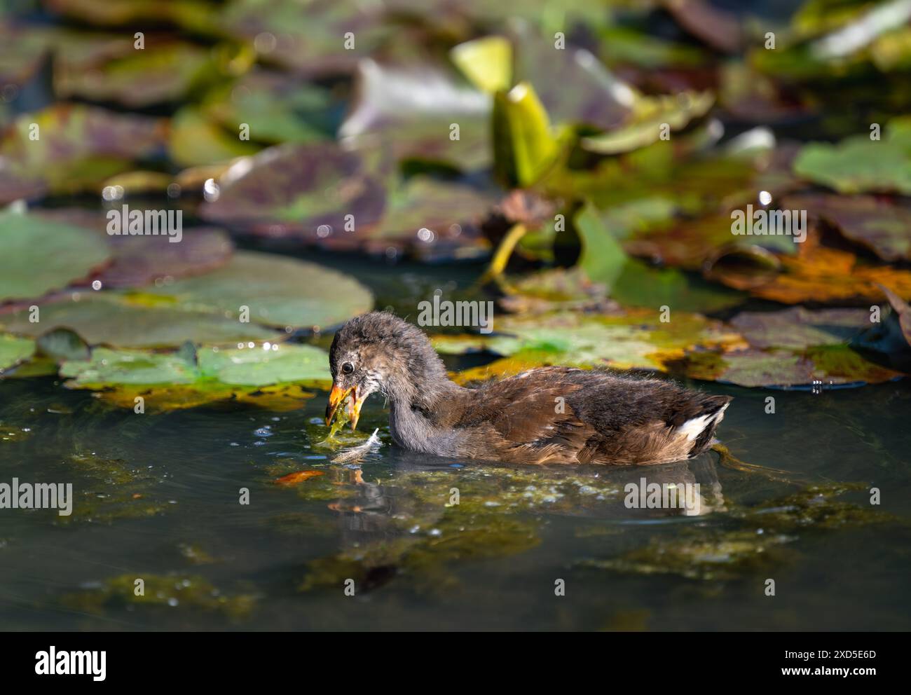 Juvenile moorhen swimming on a pond and feeding. Common moorhen ...