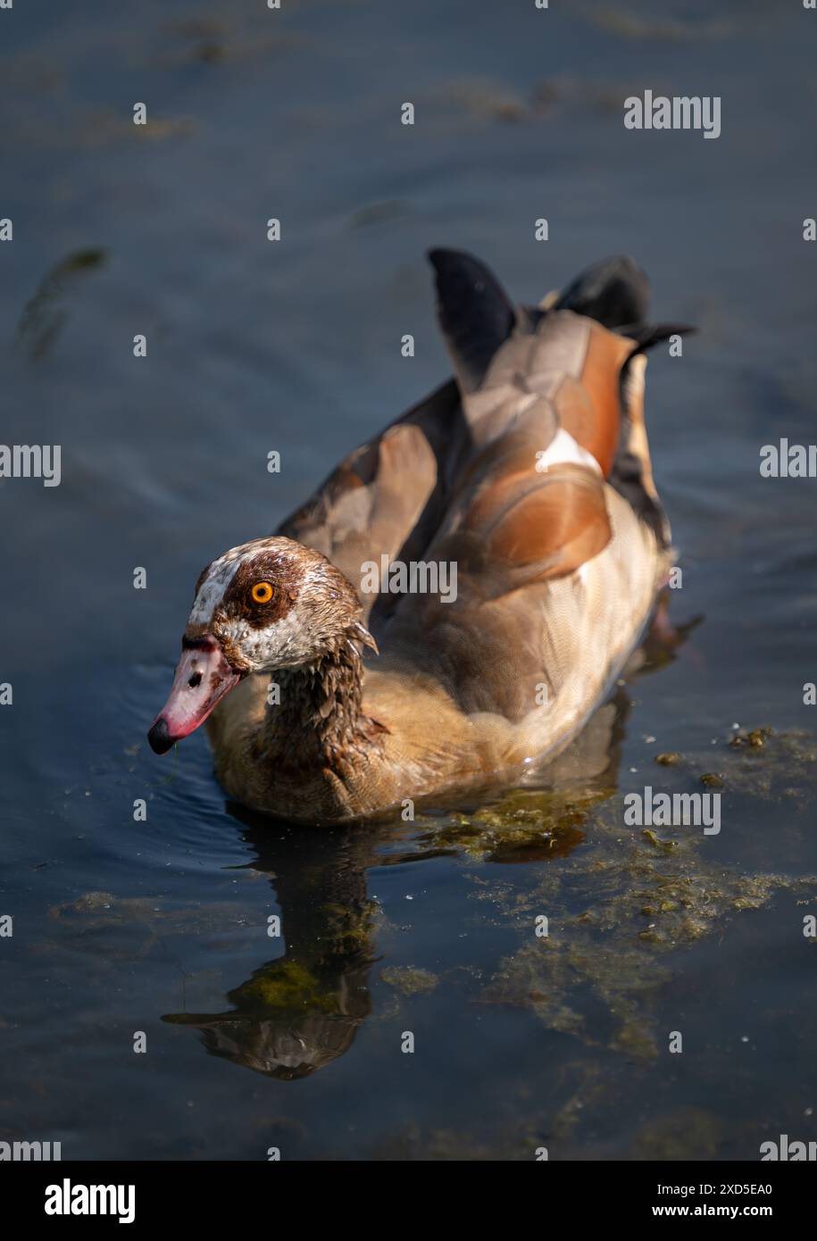 Beckenham swimming lake hi-res stock photography and images - Alamy