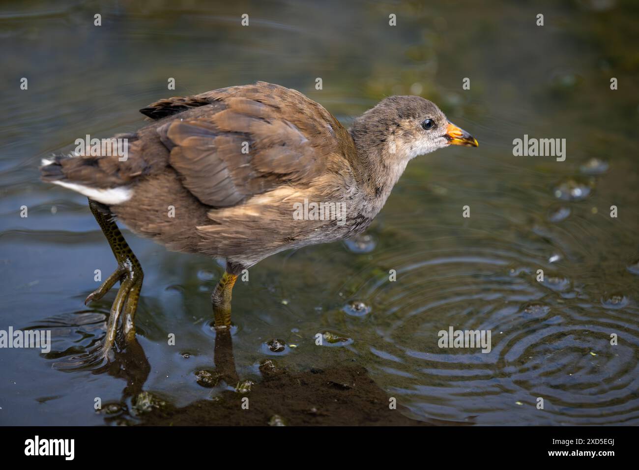 Juvenile moorhen walking in a pond. Common moorhen (Gallinula chloropus ...
