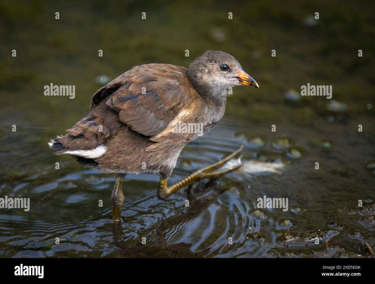 Juvenile moorhen walking in a pond. Common moorhen (Gallinula chloropus ...