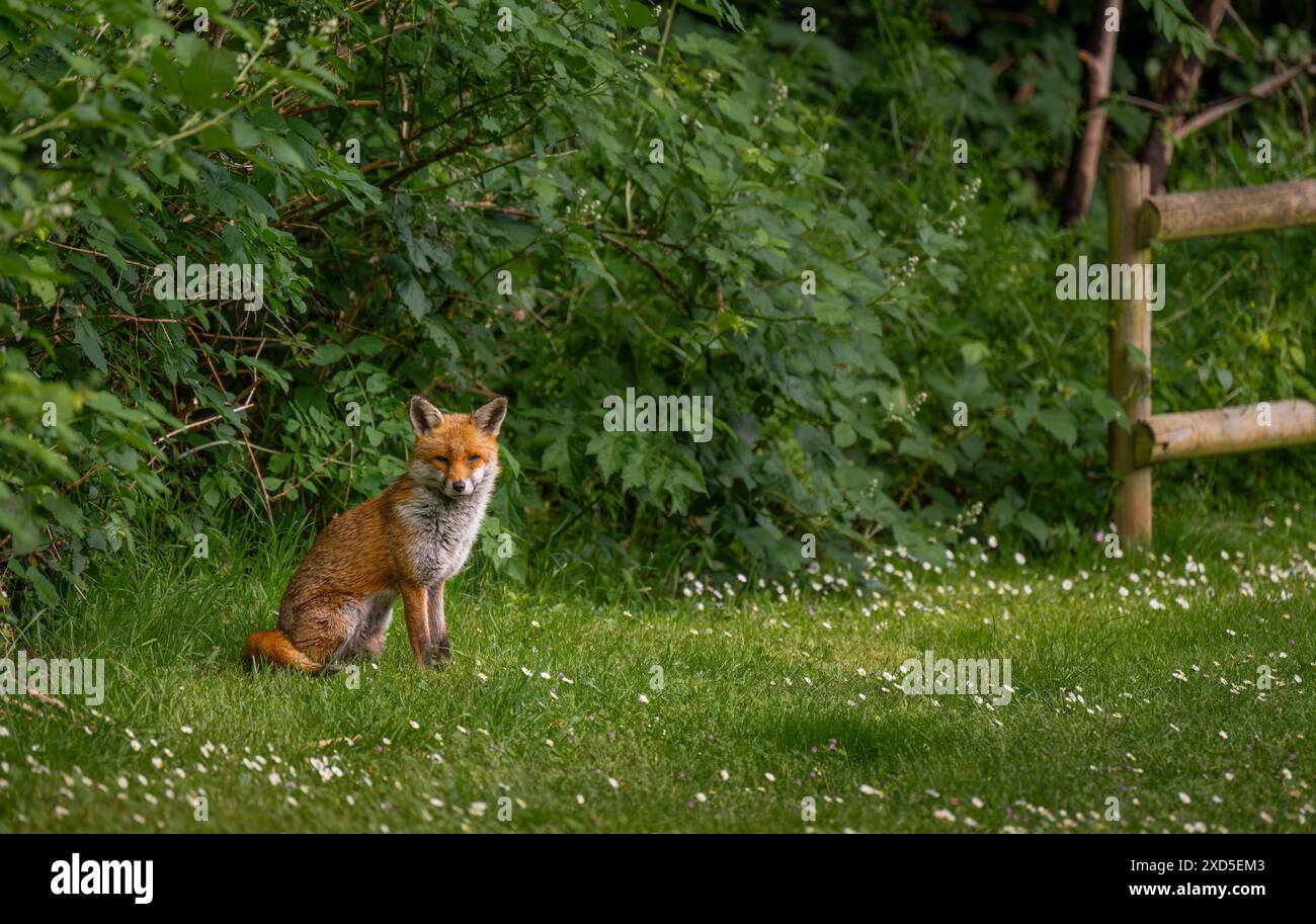 A fox sitting on grass looking at the viewer with plants behind. Red fox (Vulpes vulpes), Kent ...