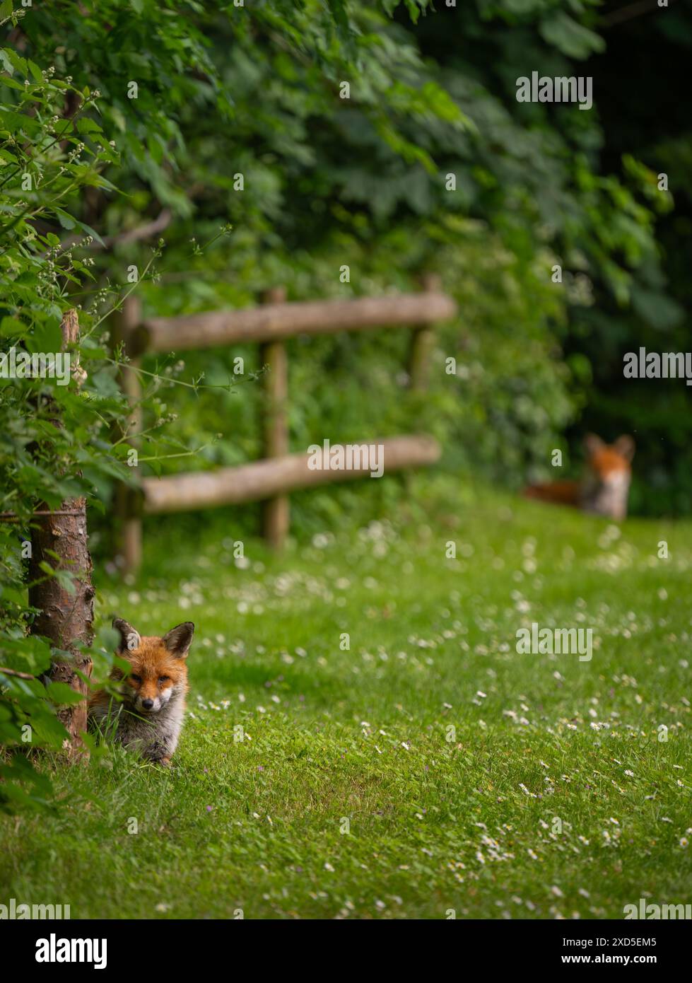 Two foxes sitting on grass enjoying the afternoon sunshine. Focus on foreground fox. Red fox ...