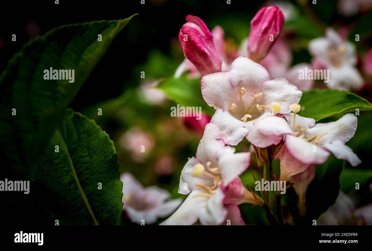 Weigela in bloom Stock Photo - Alamy