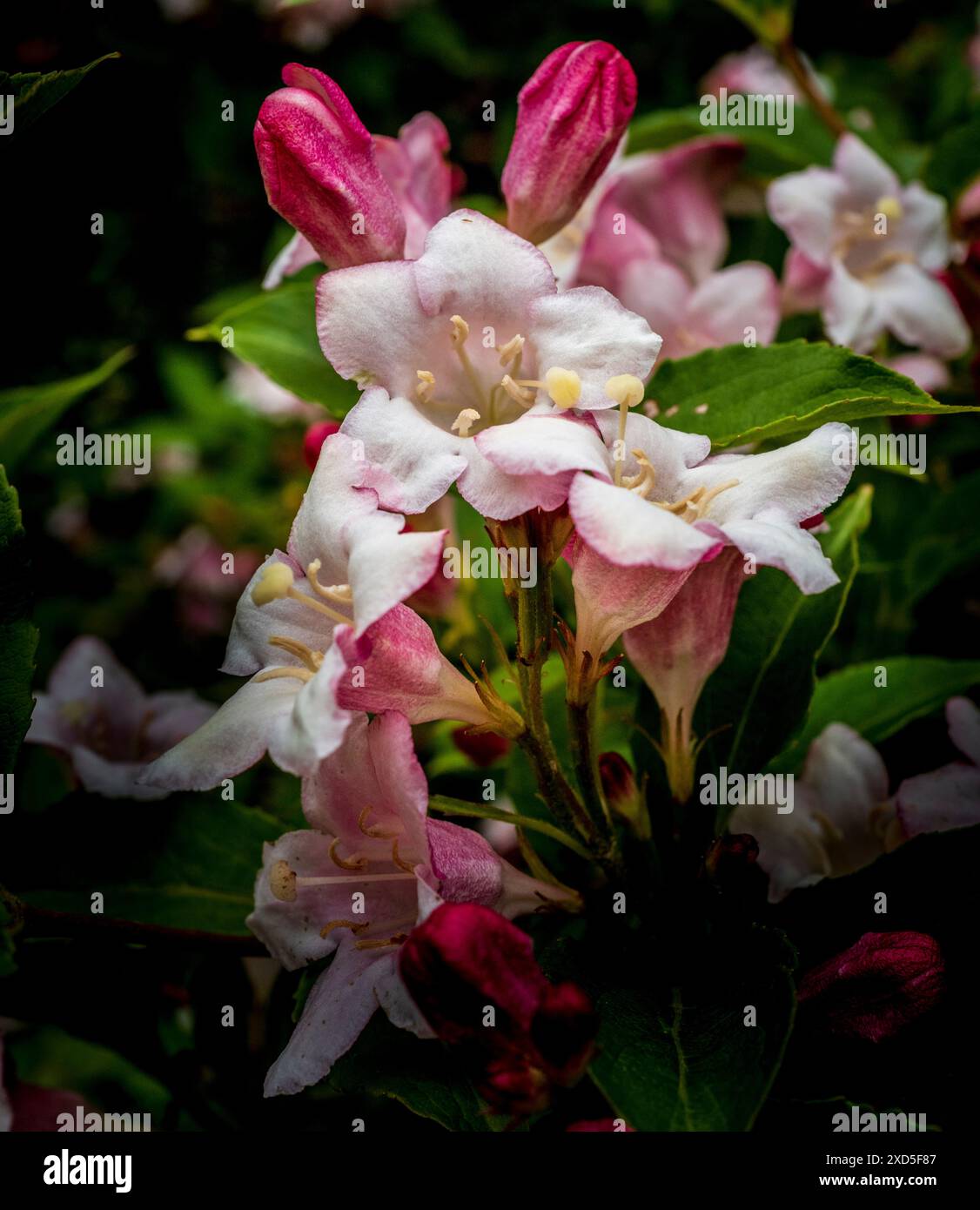 Weigela in bloom Stock Photo - Alamy