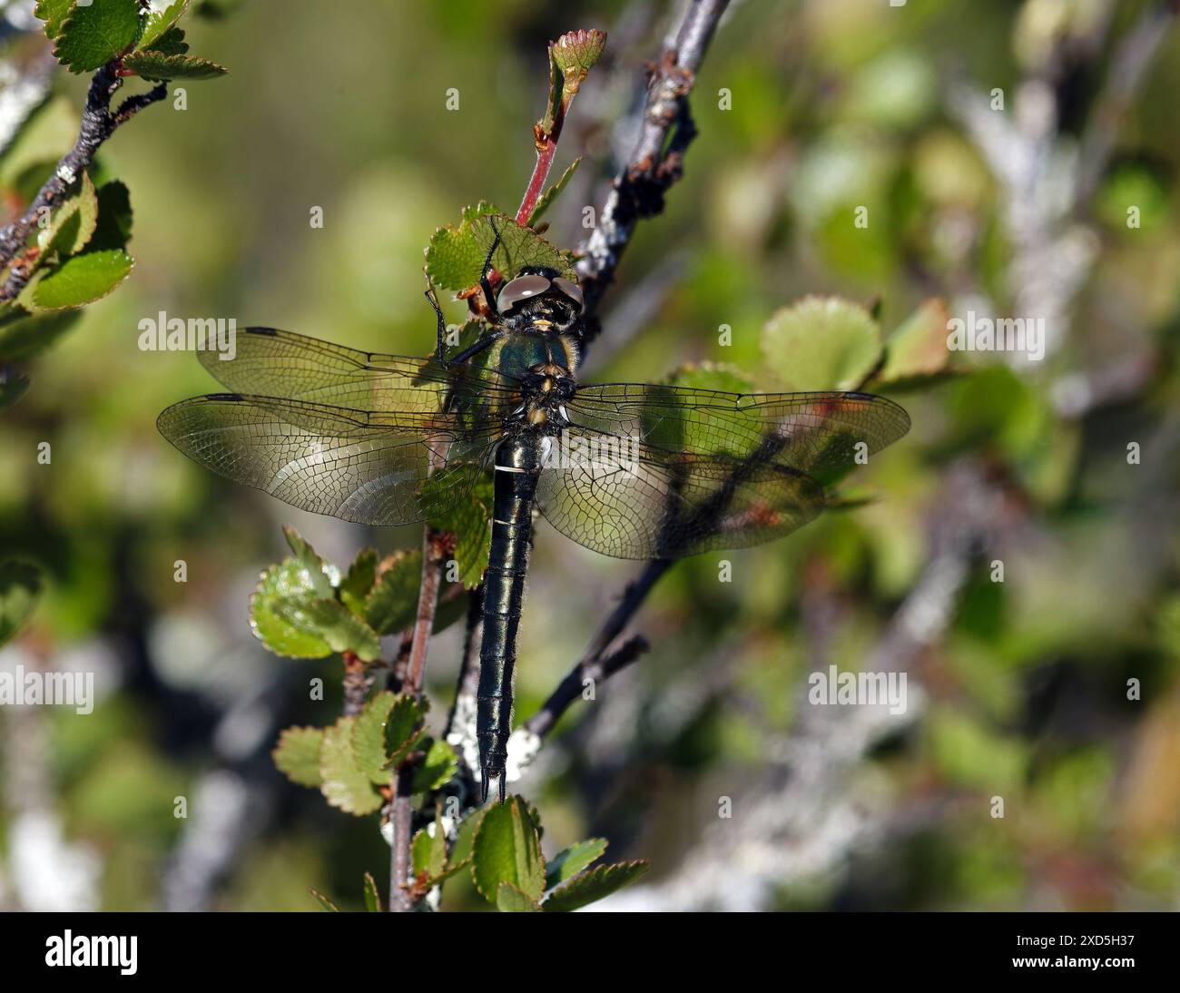 Alpine insects hi-res stock photography and images - Alamy