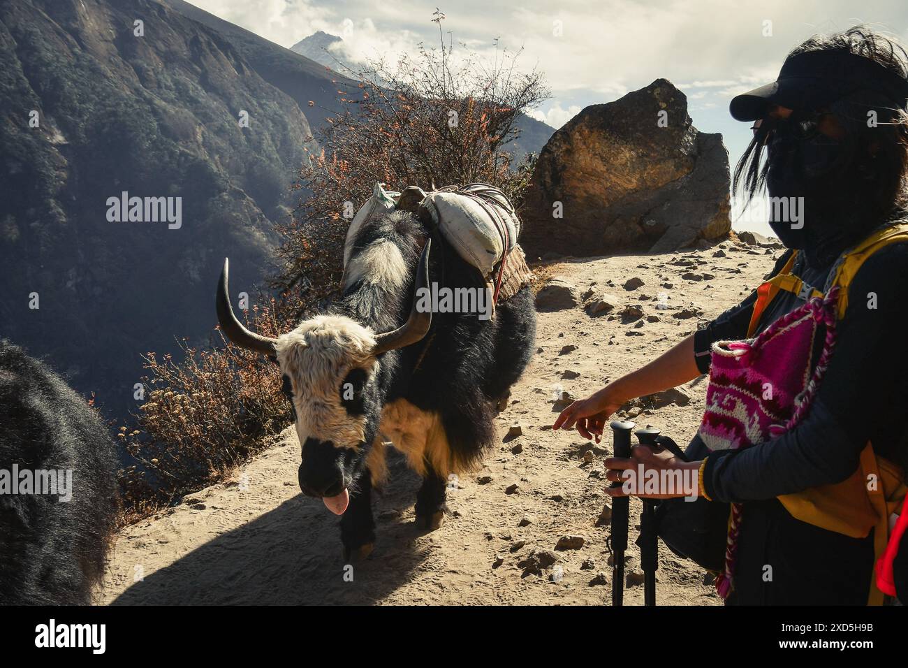 Giant tired Yak in hot conditions on mountain trail is carrying heavy ...