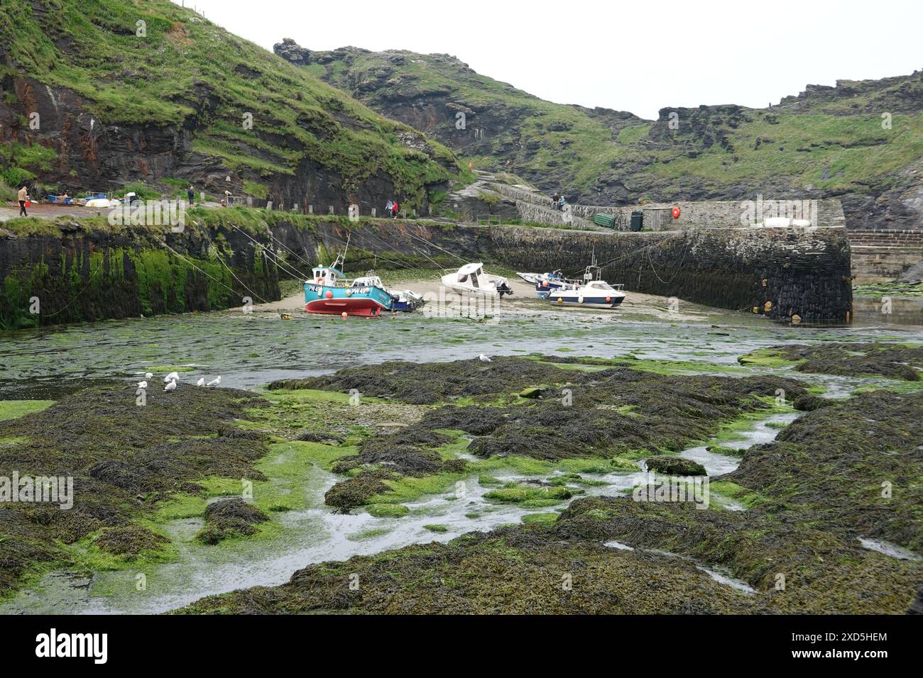 03 June 2024, Great Britain, Boscastle: The fishing boats in the harbor ...