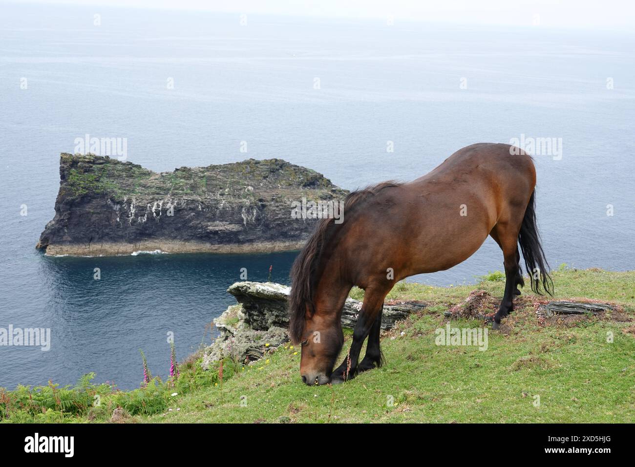Pony grazes on cliff hi-res stock photography and images - Alamy