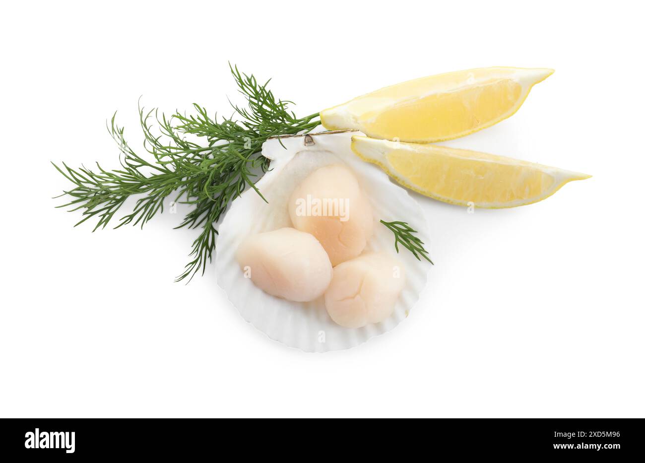 Raw scallops, shell, dill and lemon slices isolated on white, top view ...