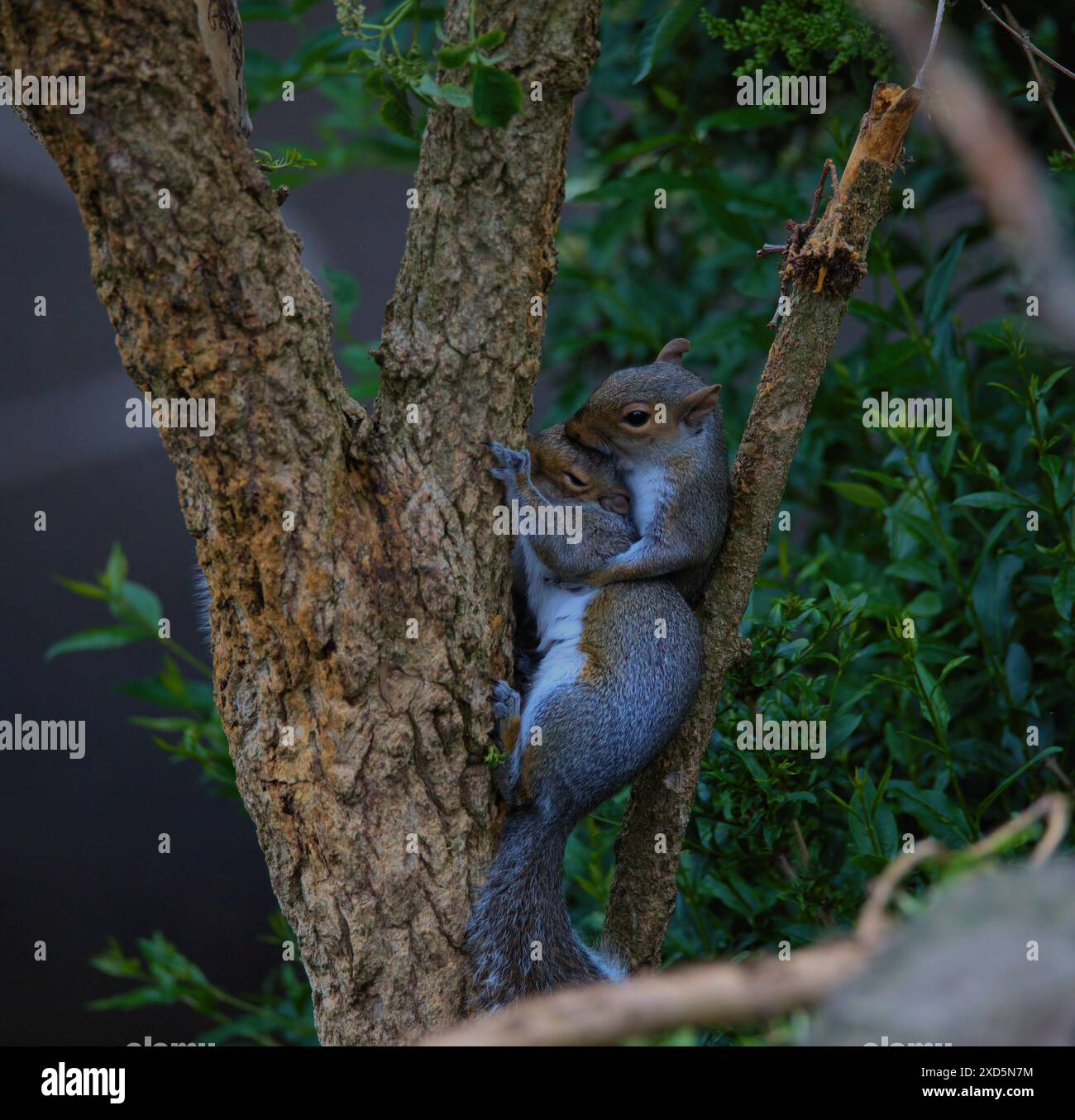 Two squirrels in love hugging in a tree Stock Photo - Alamy