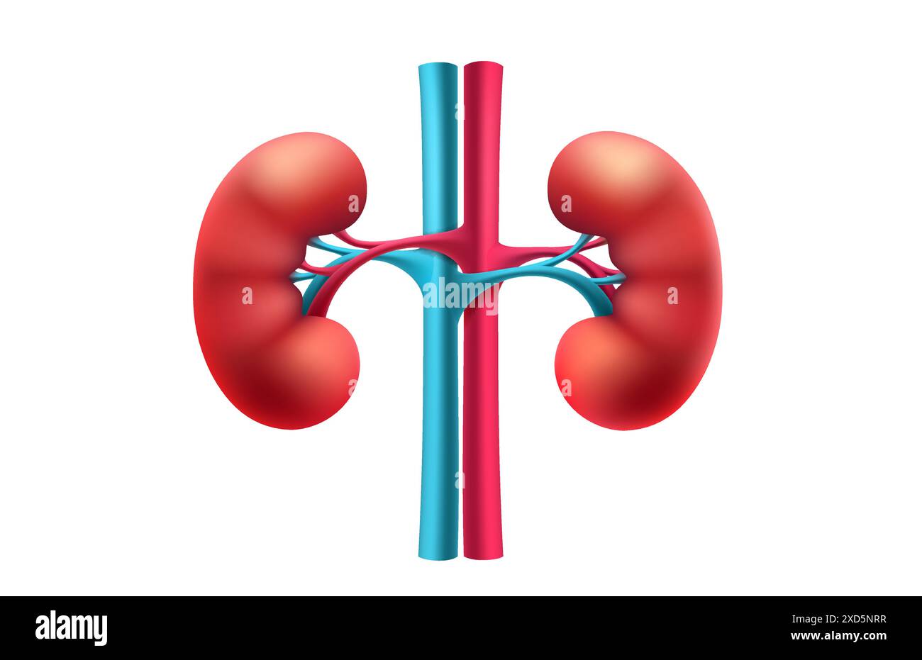 Human body kidneys, vector on white background Stock Vector Image & Art ...