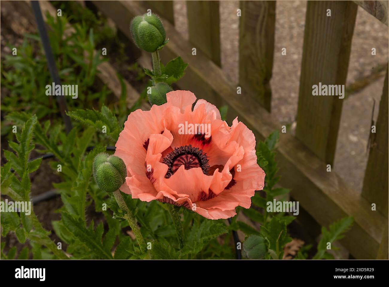 Beautiful pale pink poppy mutation with open blossom and other buds ...