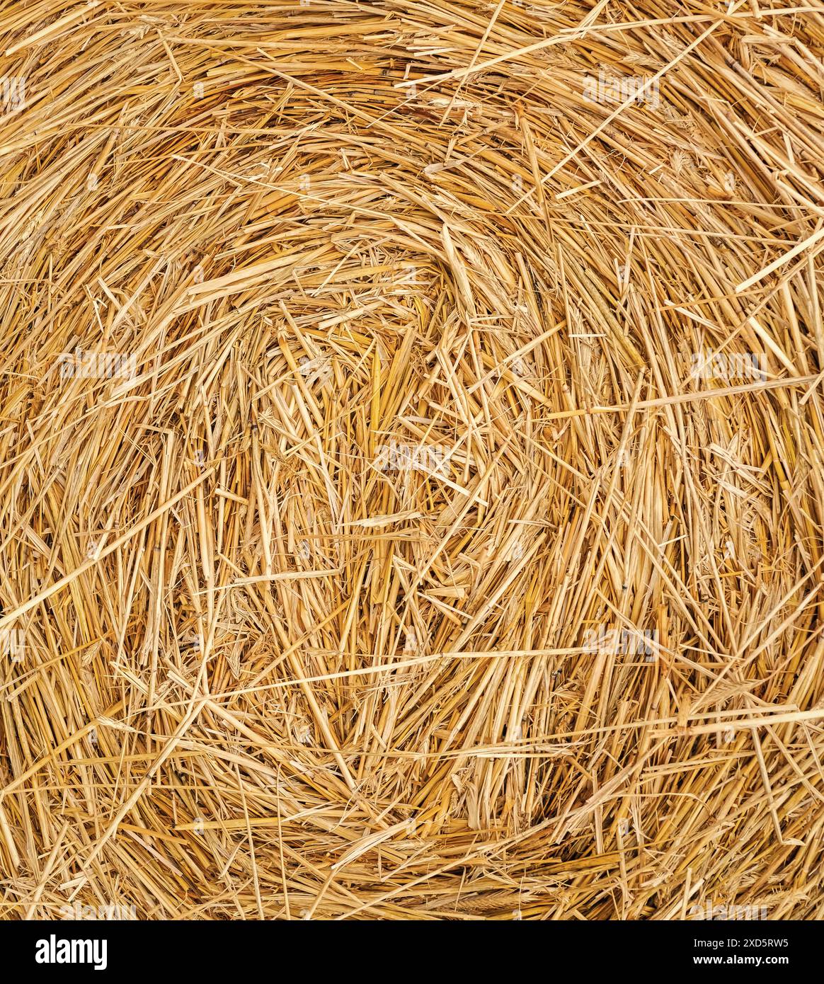 rural autumn with hay. straw summer background. haystack straw prepared ...
