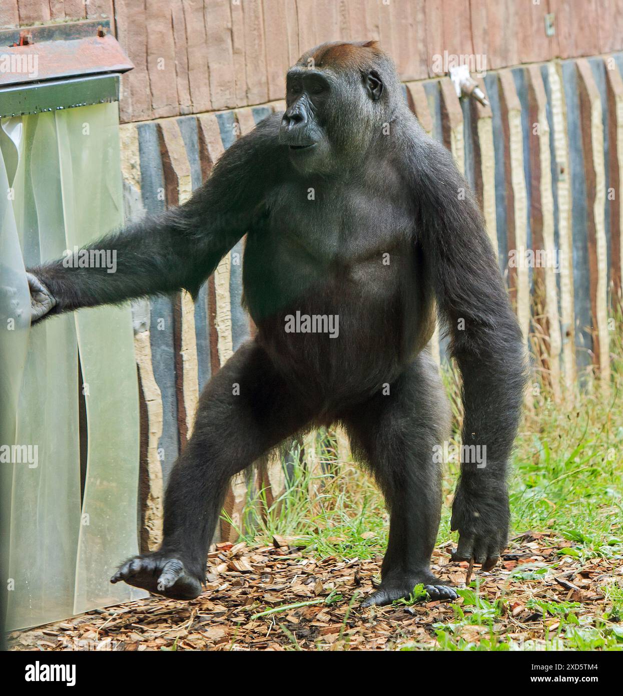 Western Lowland Gorilla, standing on Hind Legs running into shelter Stock Photo - Alamy