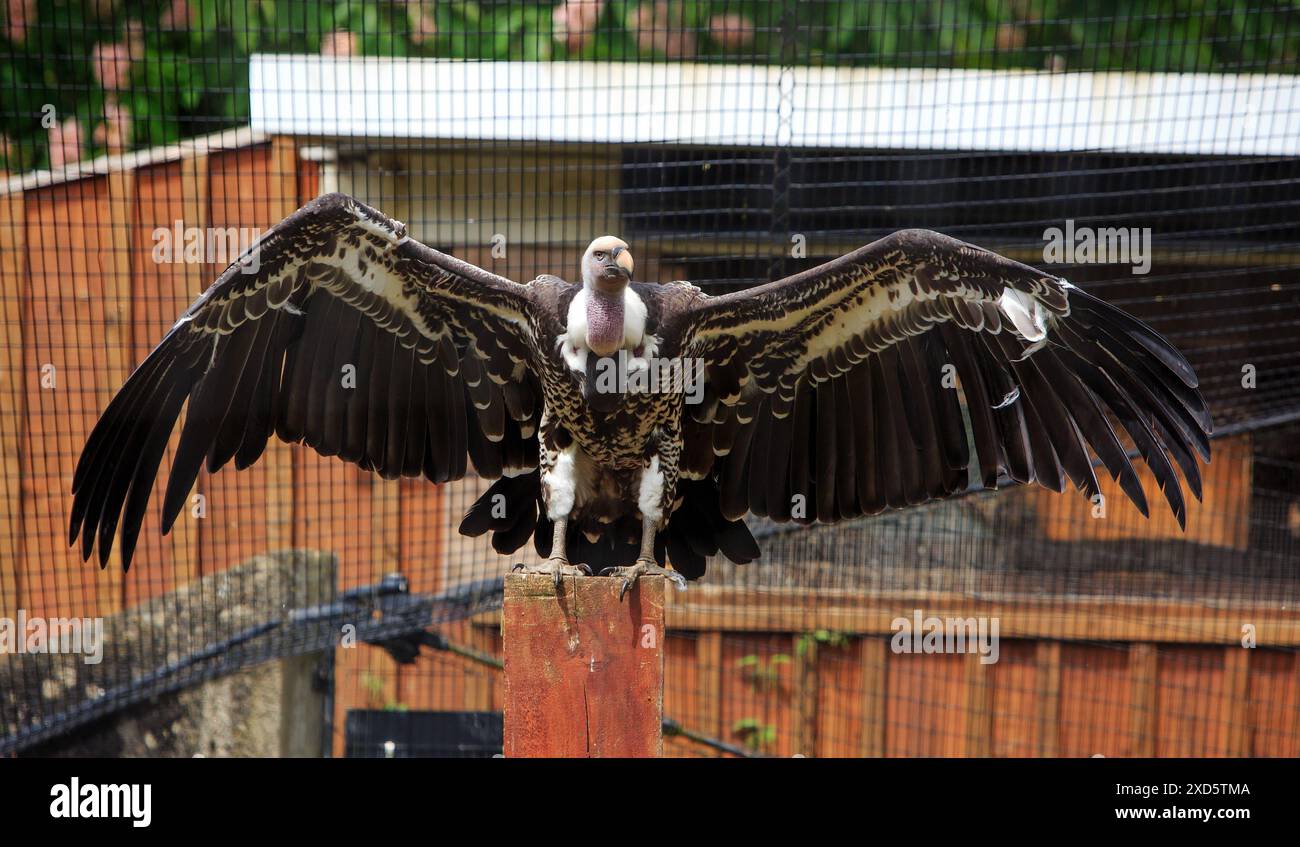 Ruppels Griffon Vulture with both wings fully extended. The wingspan is ...