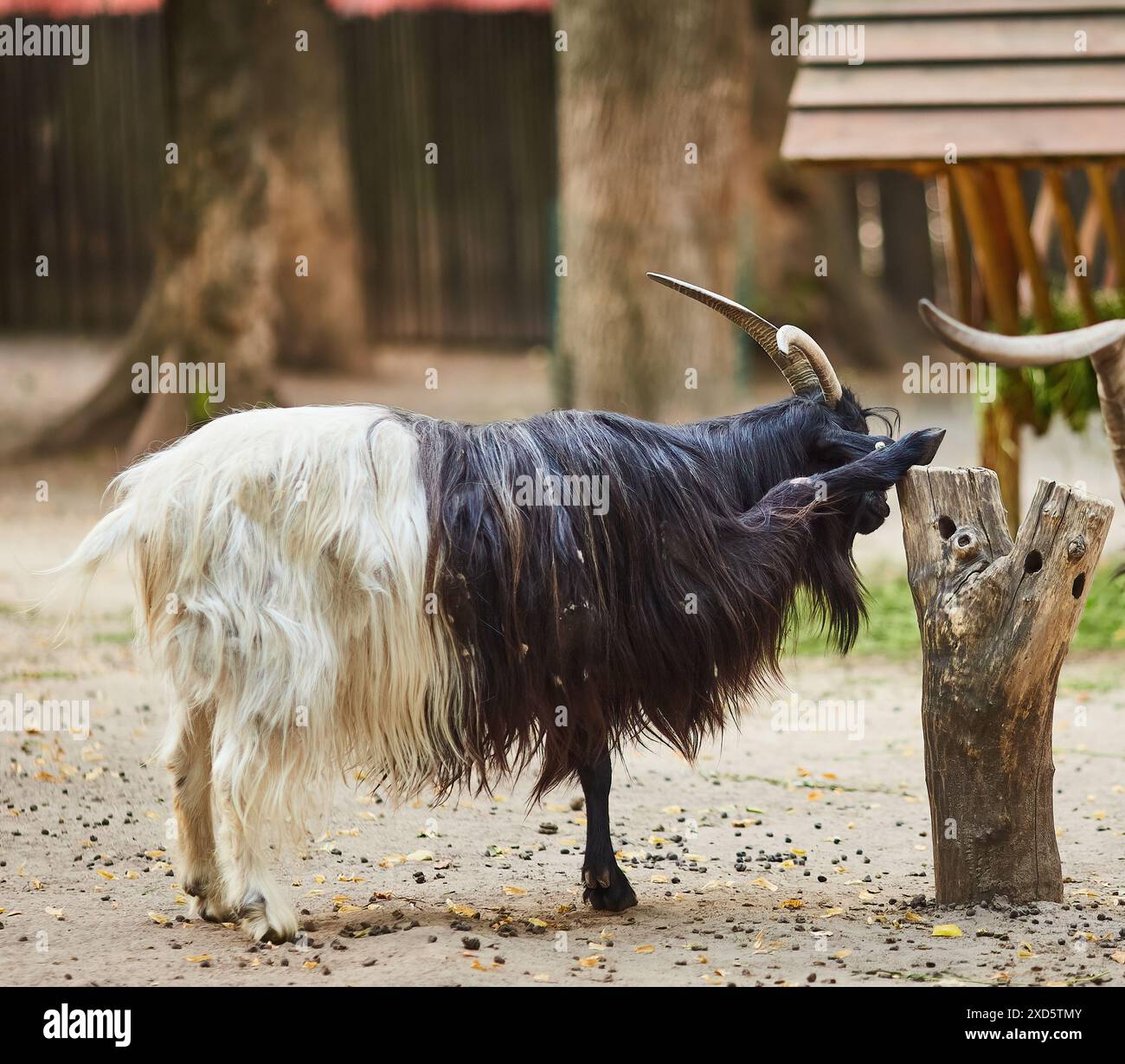 A cheerful goat with long hair, putting its leg up on a stump Stock ...