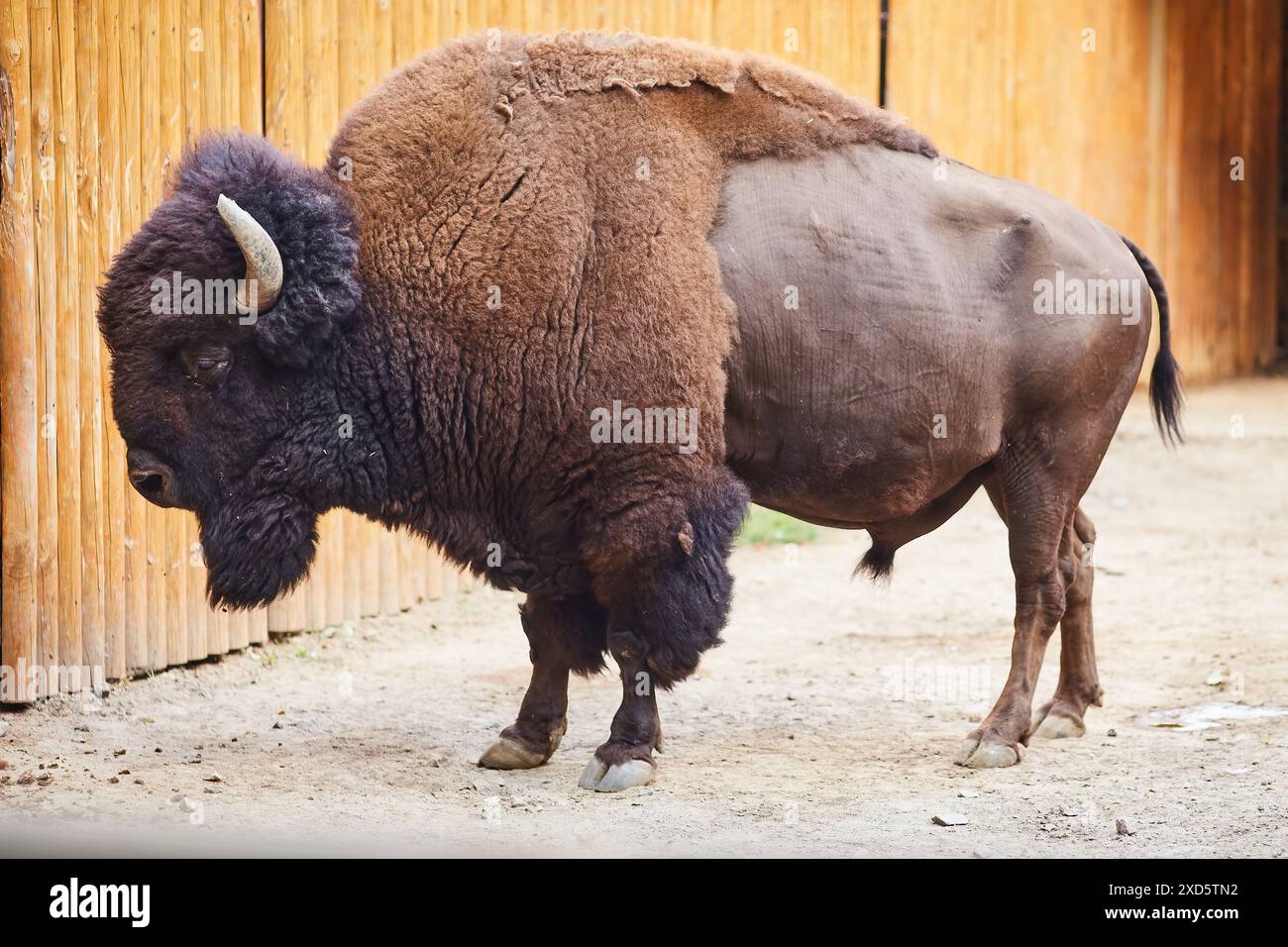 The bison costs in the shelter of a zoo, a side view Stock Photo - Alamy