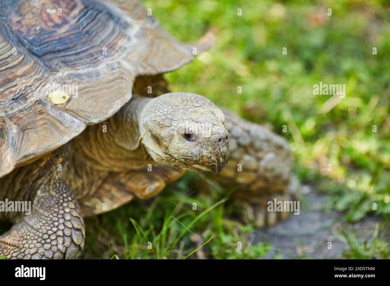 A large brown turtle walks on the ground Stock Photo - Alamy