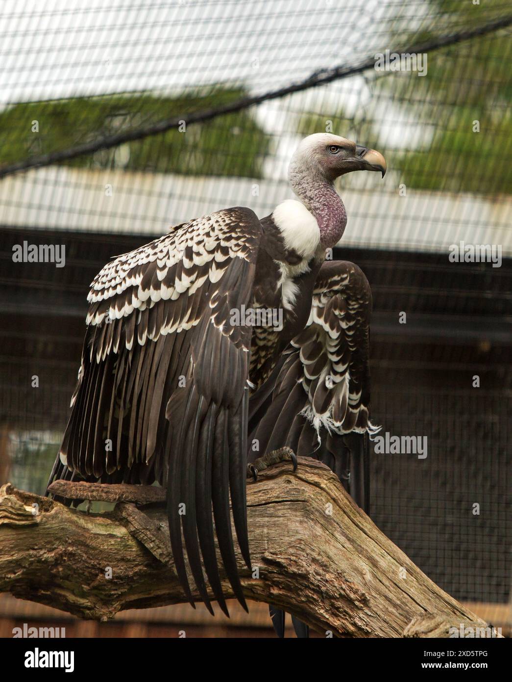 Ruppels Griffon Vulture perched on a tree stump - these are the largest ...