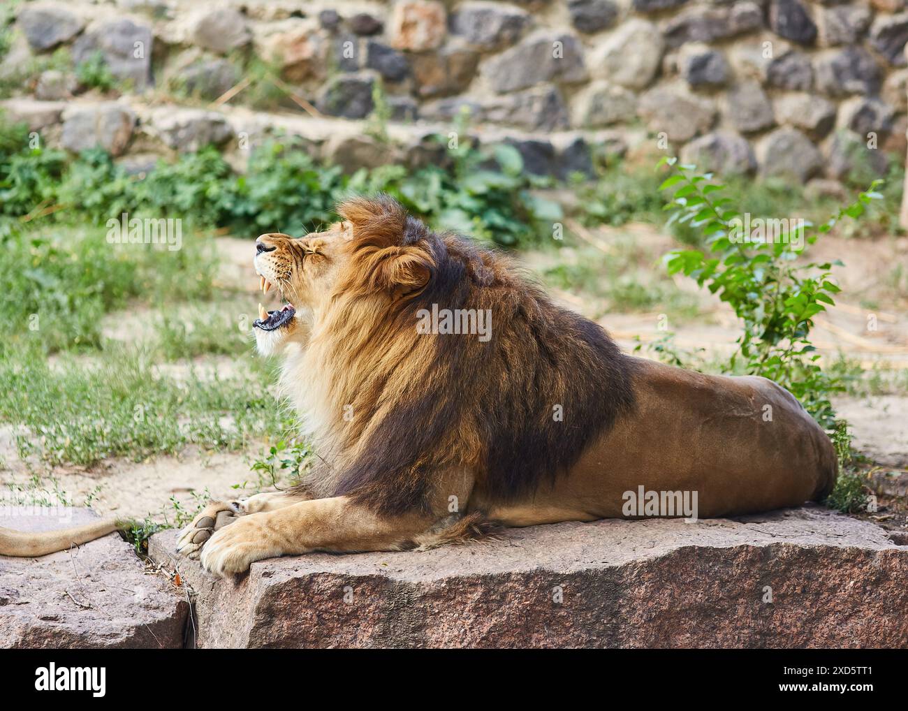 Lion of atlanta hi-res stock photography and images - Alamy