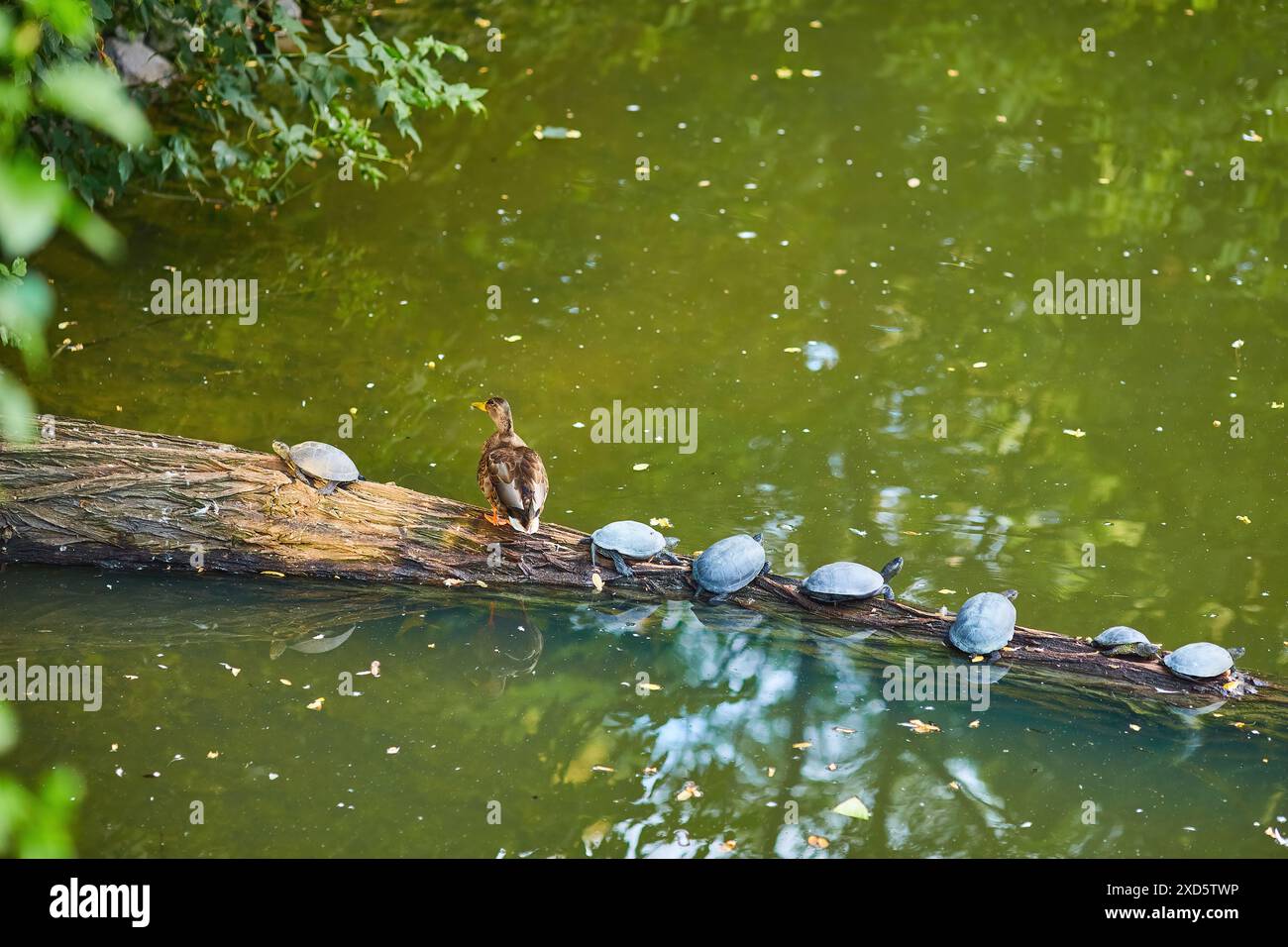 Adult duck sitting in green hi-res stock photography and images - Alamy