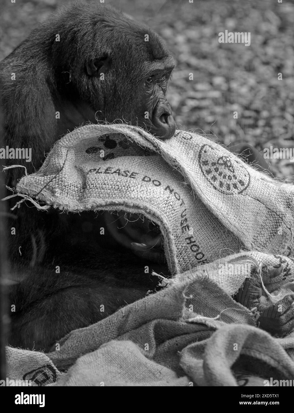 Western Lowland Gorilla sitting holding onto a hessian sack with it's ...