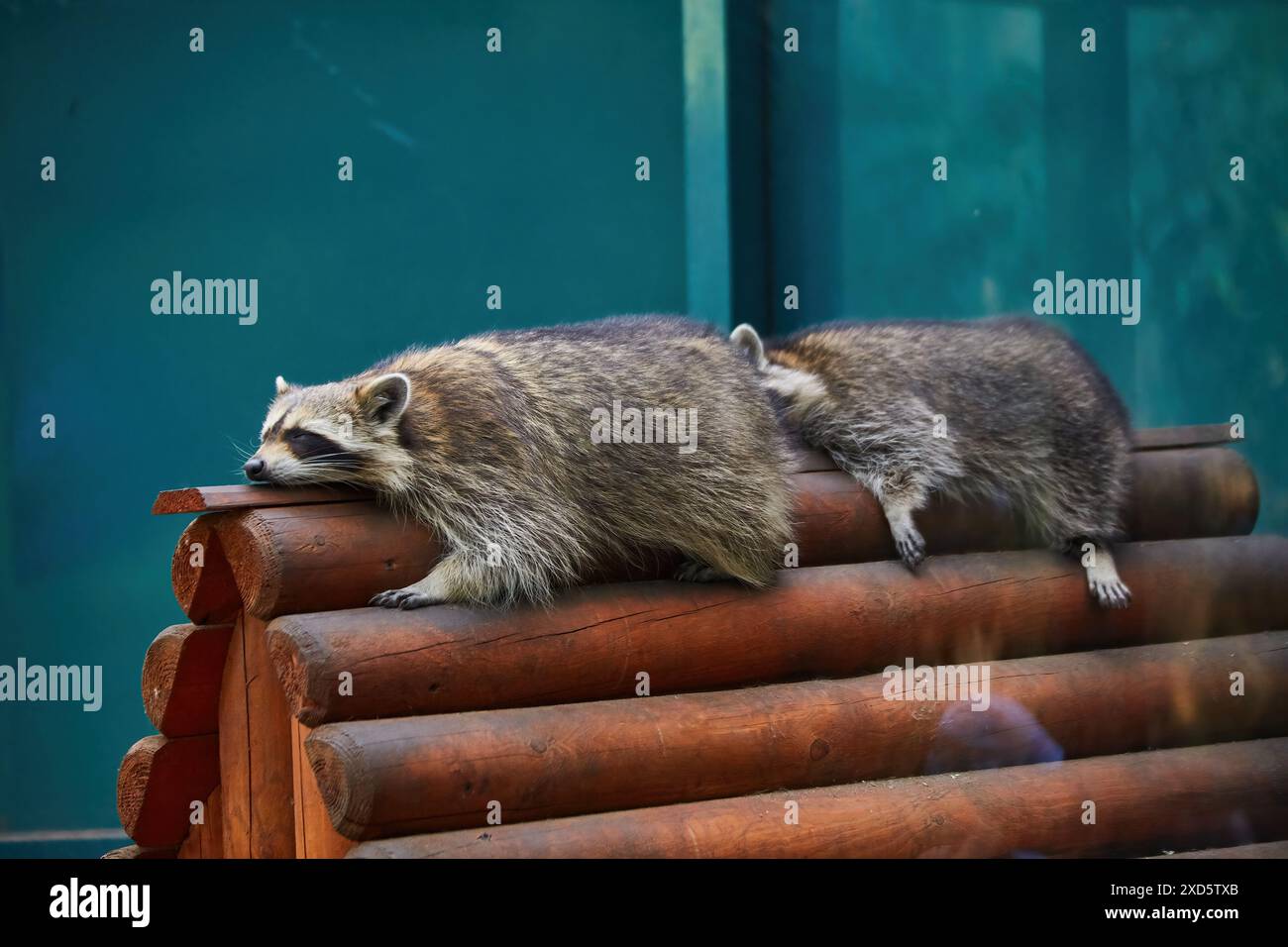 Funny lazy raccoon lying on wooden doorstep Stock Photo - Alamy