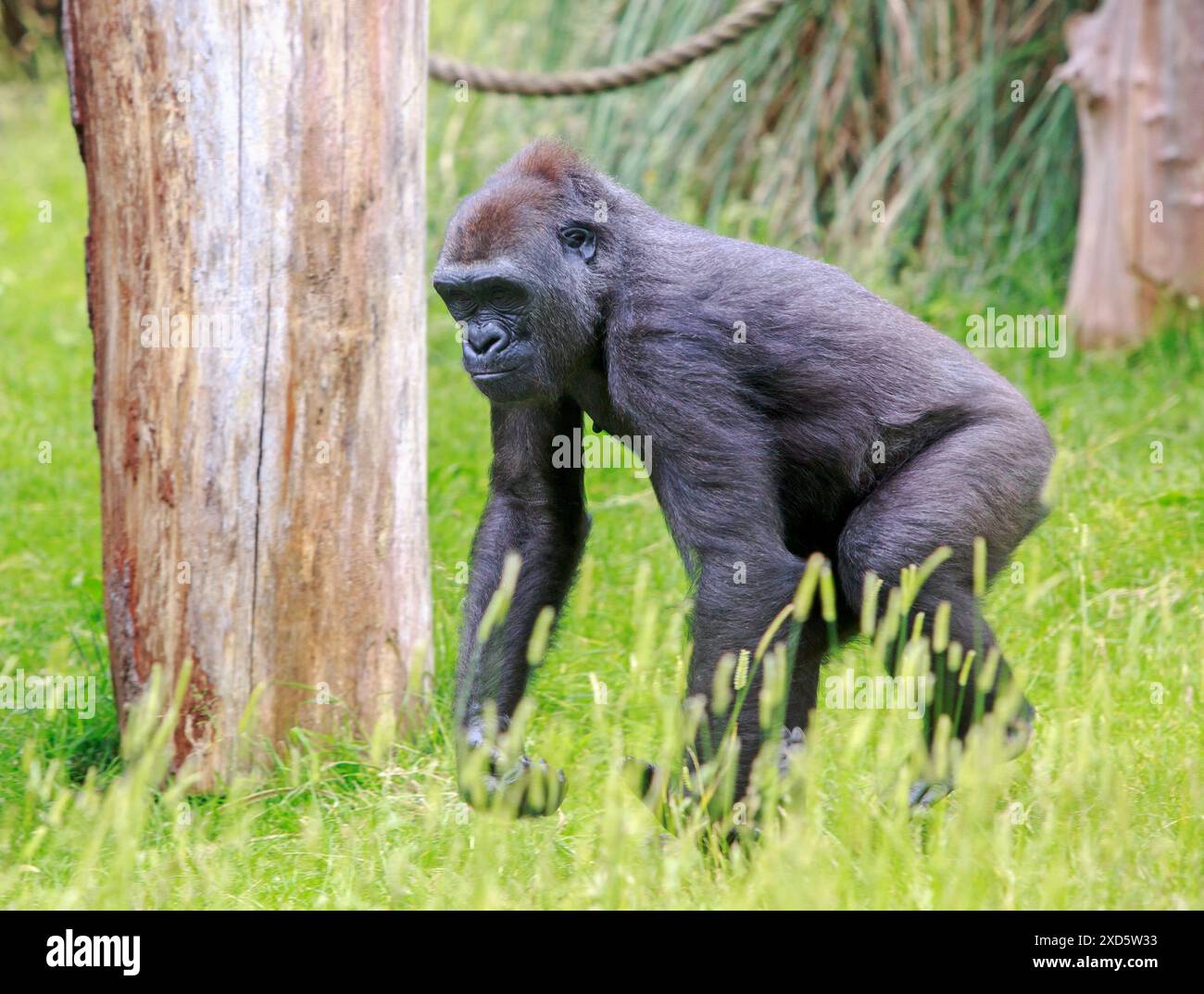 Adult Western Lowland Gorilla walking in lush green grass Stock Photo - Alamy