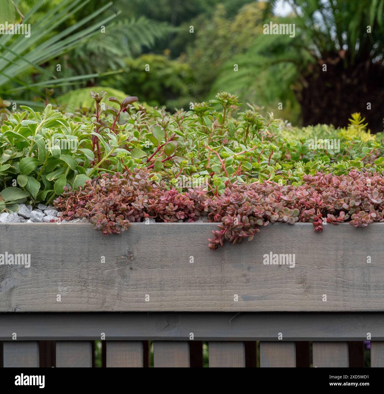 Close-up of a living roof atop a grey-painted wooden garden bin store ...