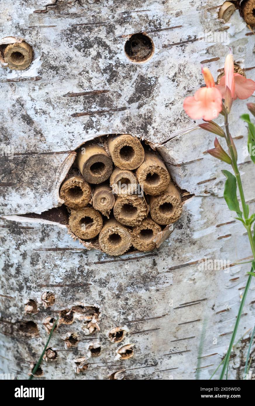 Insect house crafted from bamboo canes inserted into a hole drilled ...