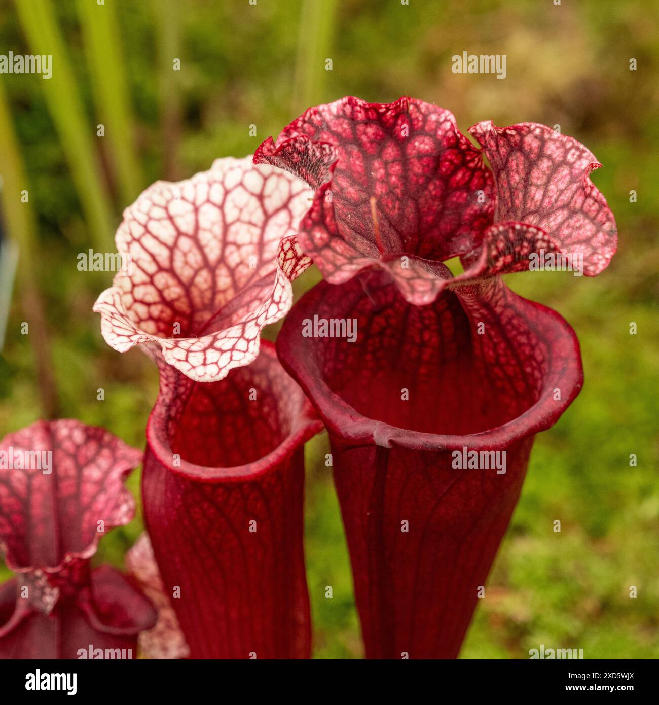 Close-up of the red flowers of Sarracenia Mitchelliana, commonly called ...