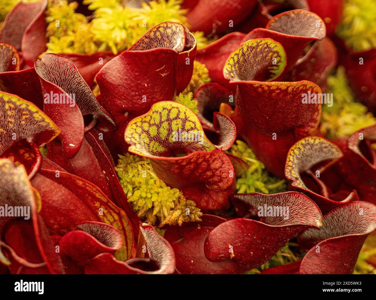 Red flowers of Sarracenia Purpurea, commonly known as the Pitcher plant ...