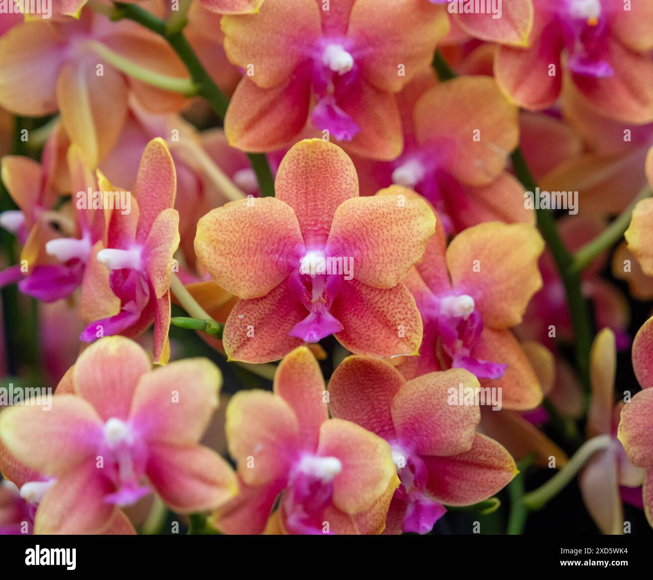 Orange orchid flowers hi-res stock photography and images - Alamy