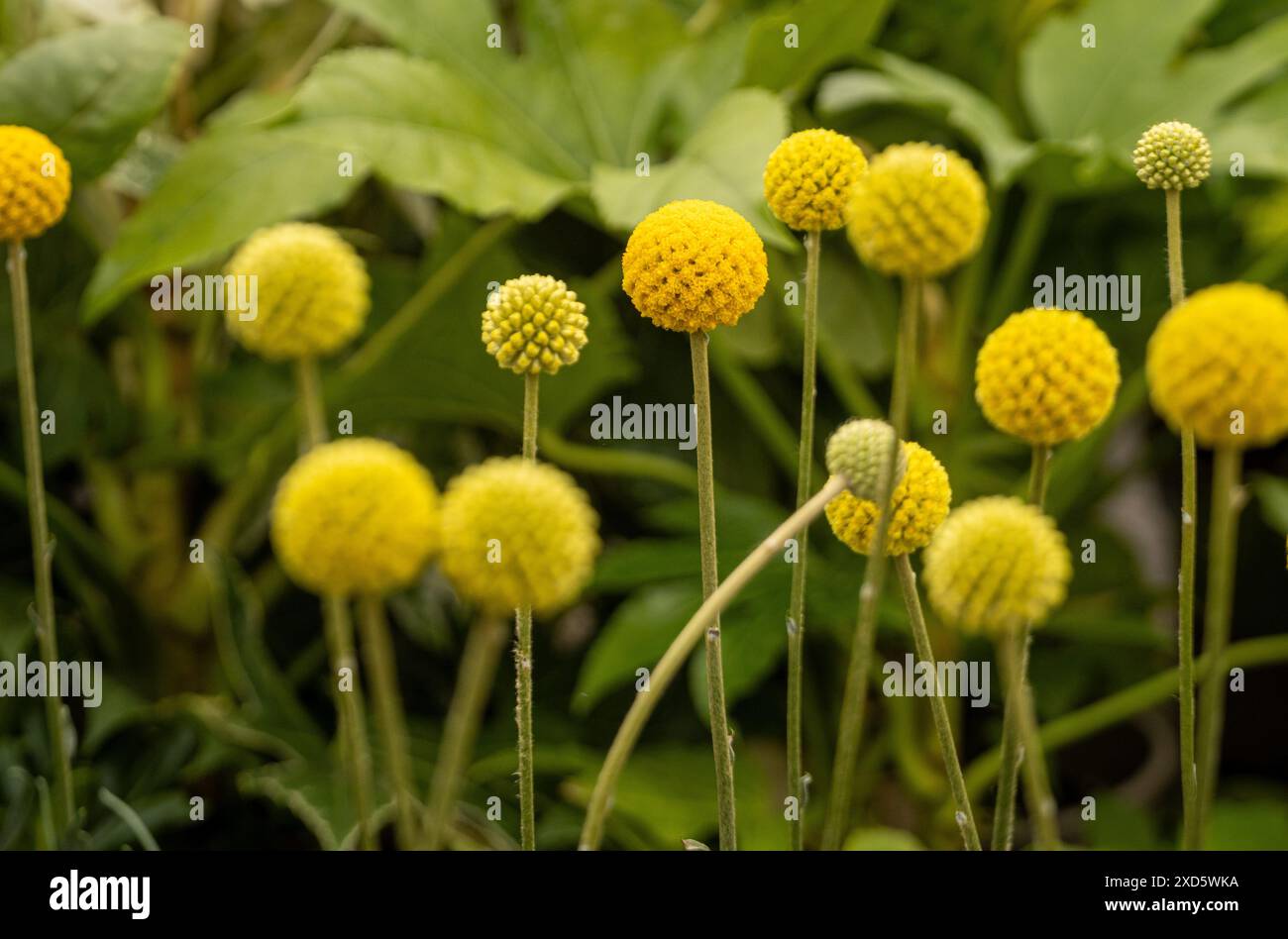 Yellow spherical flowers of Craspedia globosa, commonly known as Billy ...