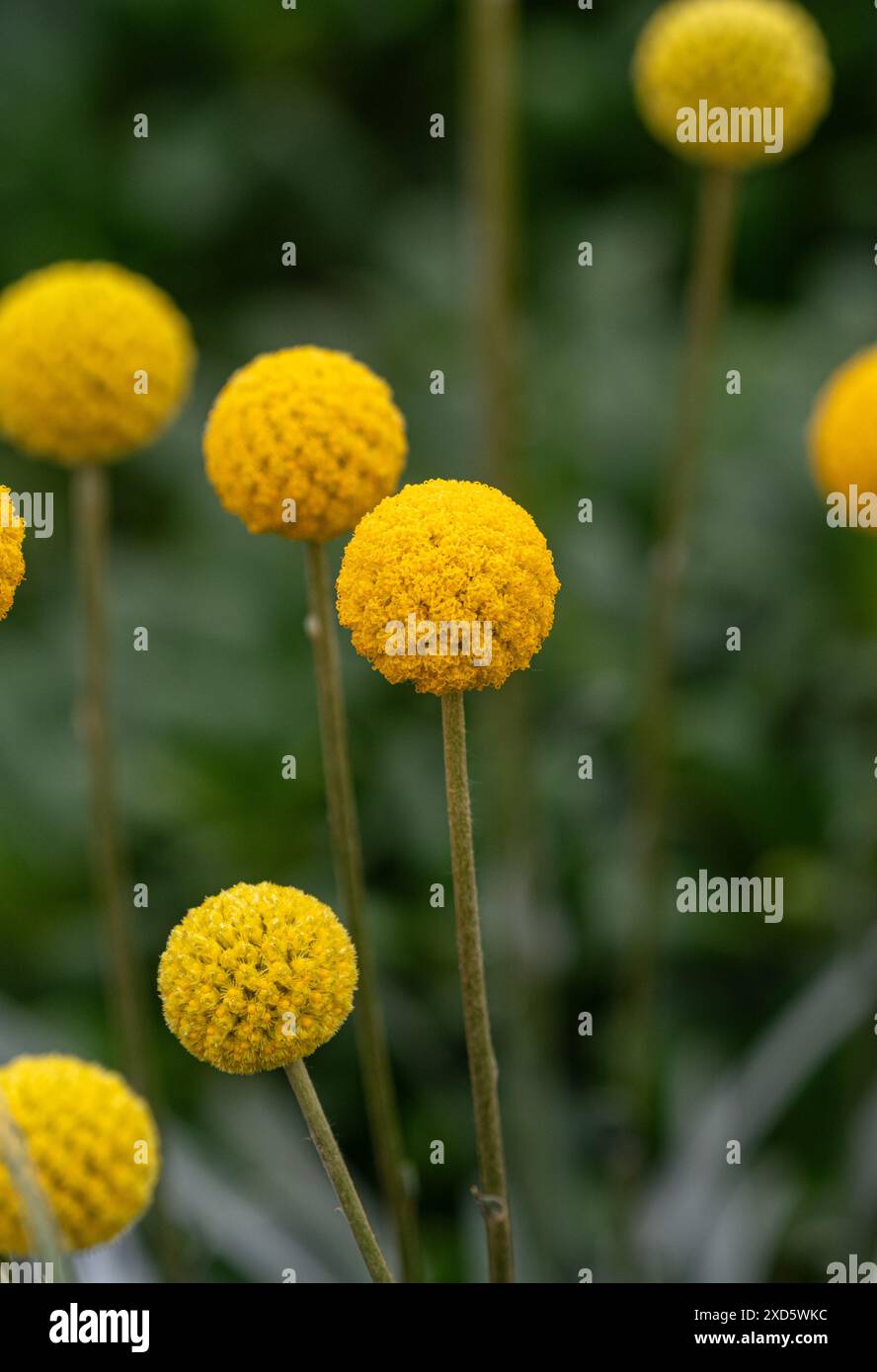 Yellow spherical flowers of Craspedia globosa, commonly know as Billy ...