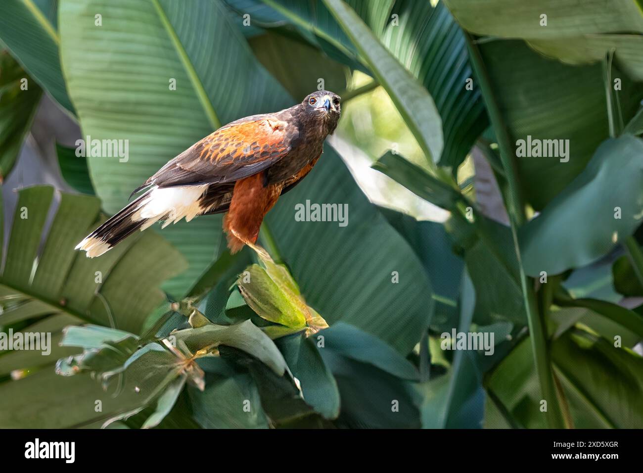 Harris's hawk (Parabuteo unicinctus), formerly known as the bay-winged ...