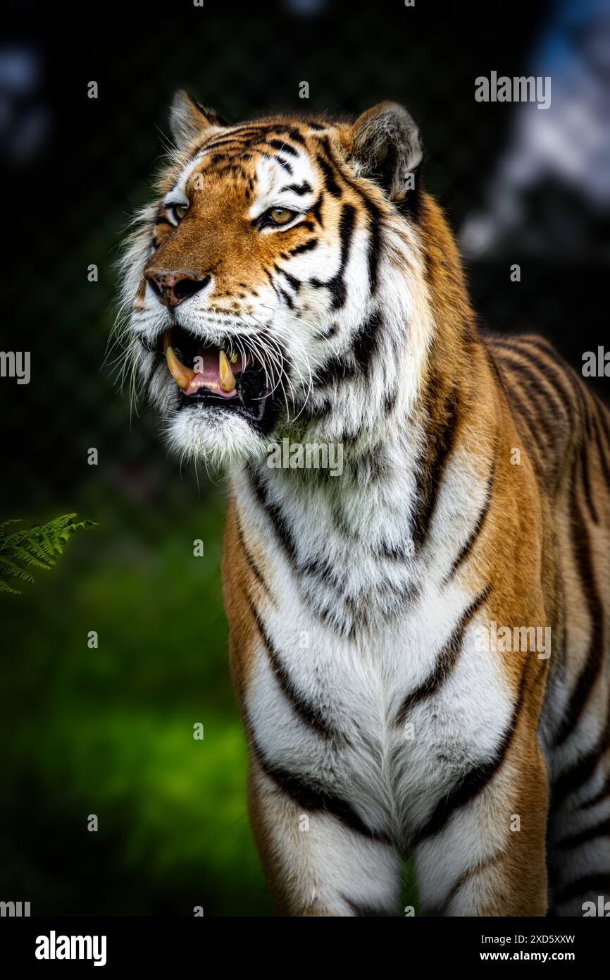 Head shot of an endangered Amur Tiger. Image taken at Dartmoor Zoo, UK ...