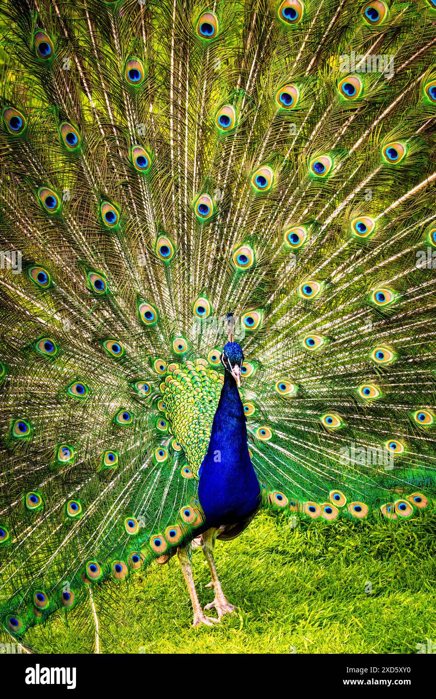 Common male Peafowl Stock Photo - Alamy