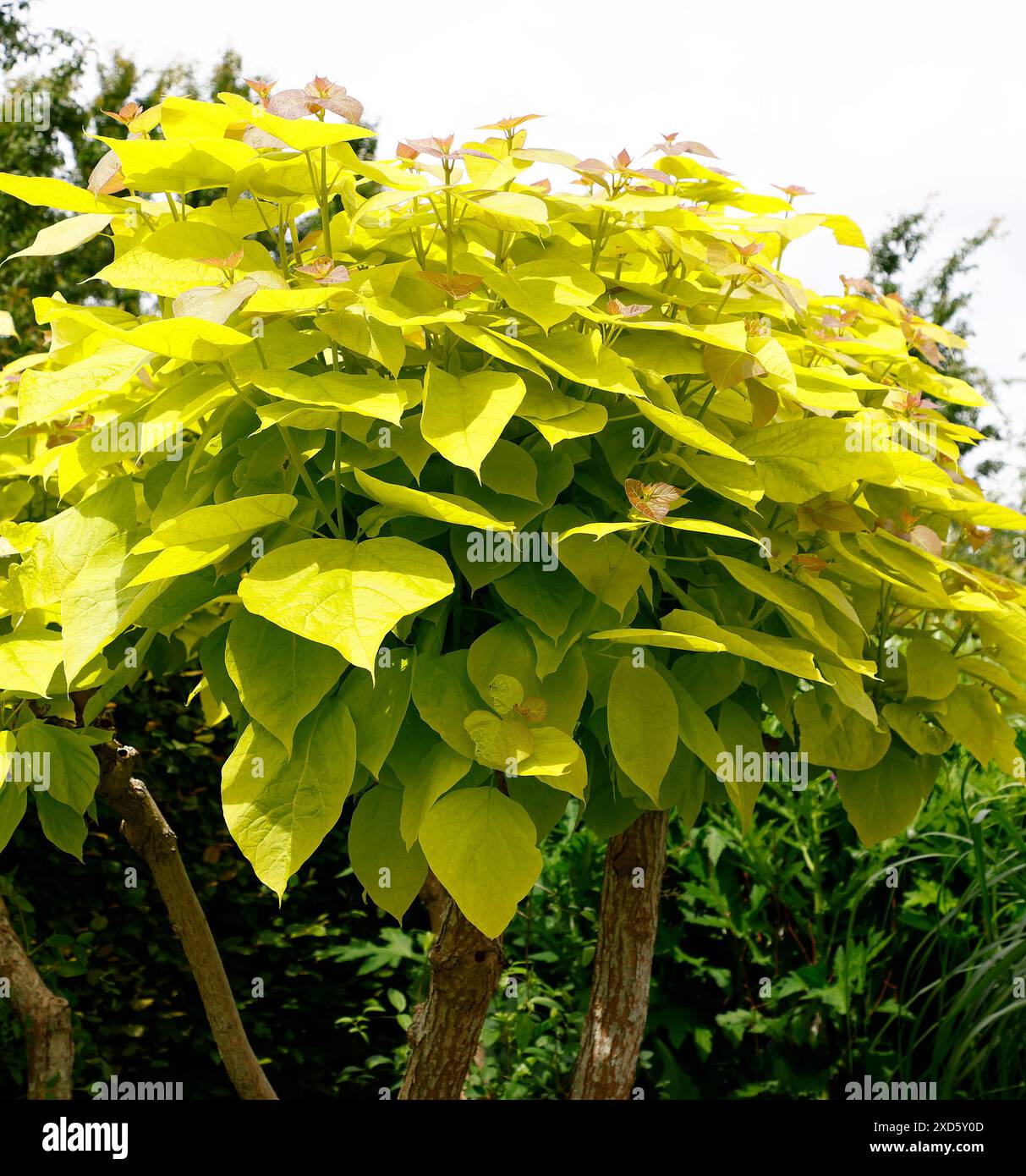 Closeup of the fresh new yellow leaves of the ornamental garden tree ...