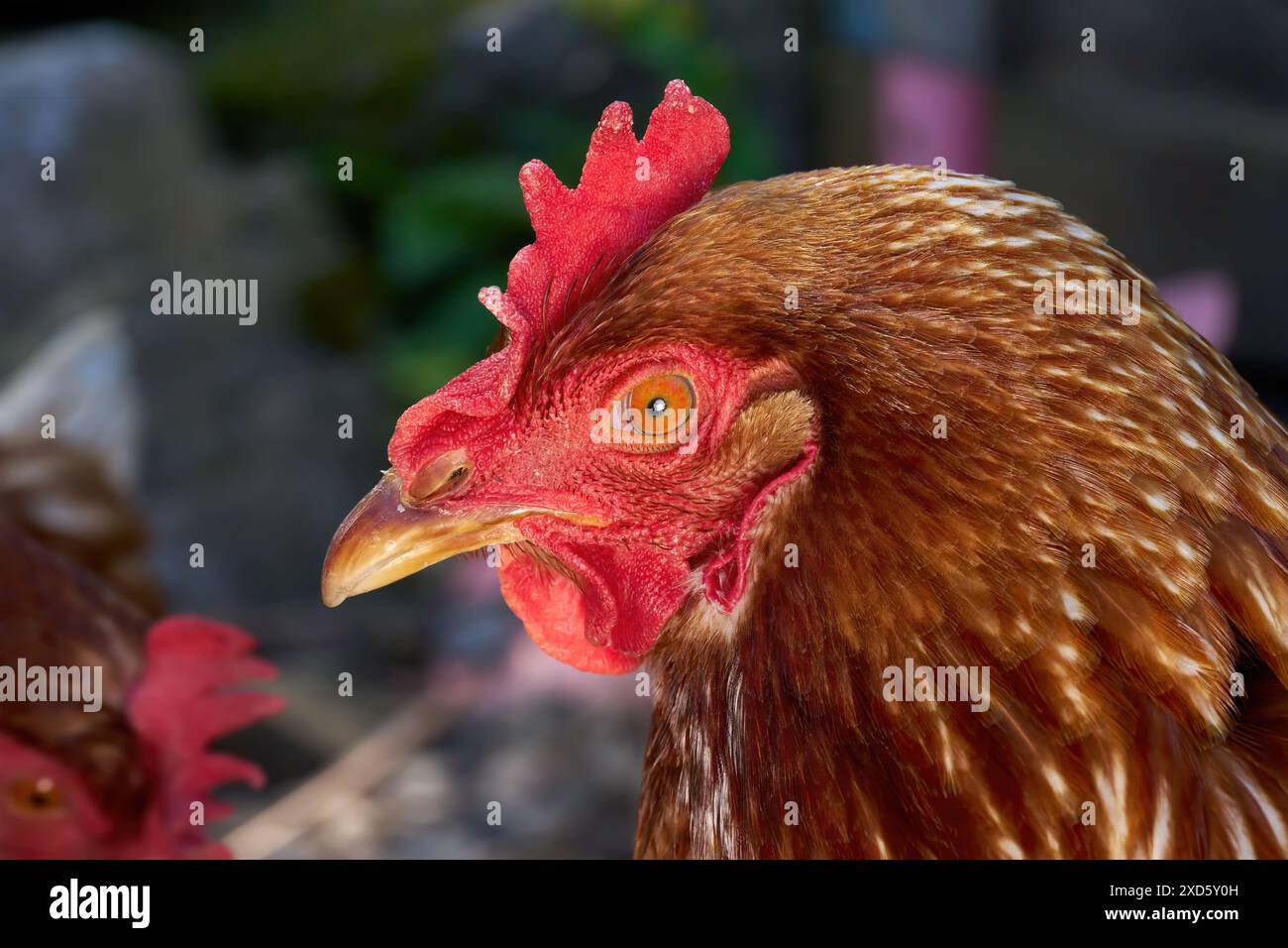 Brown chicken - portrait Stock Photo - Alamy