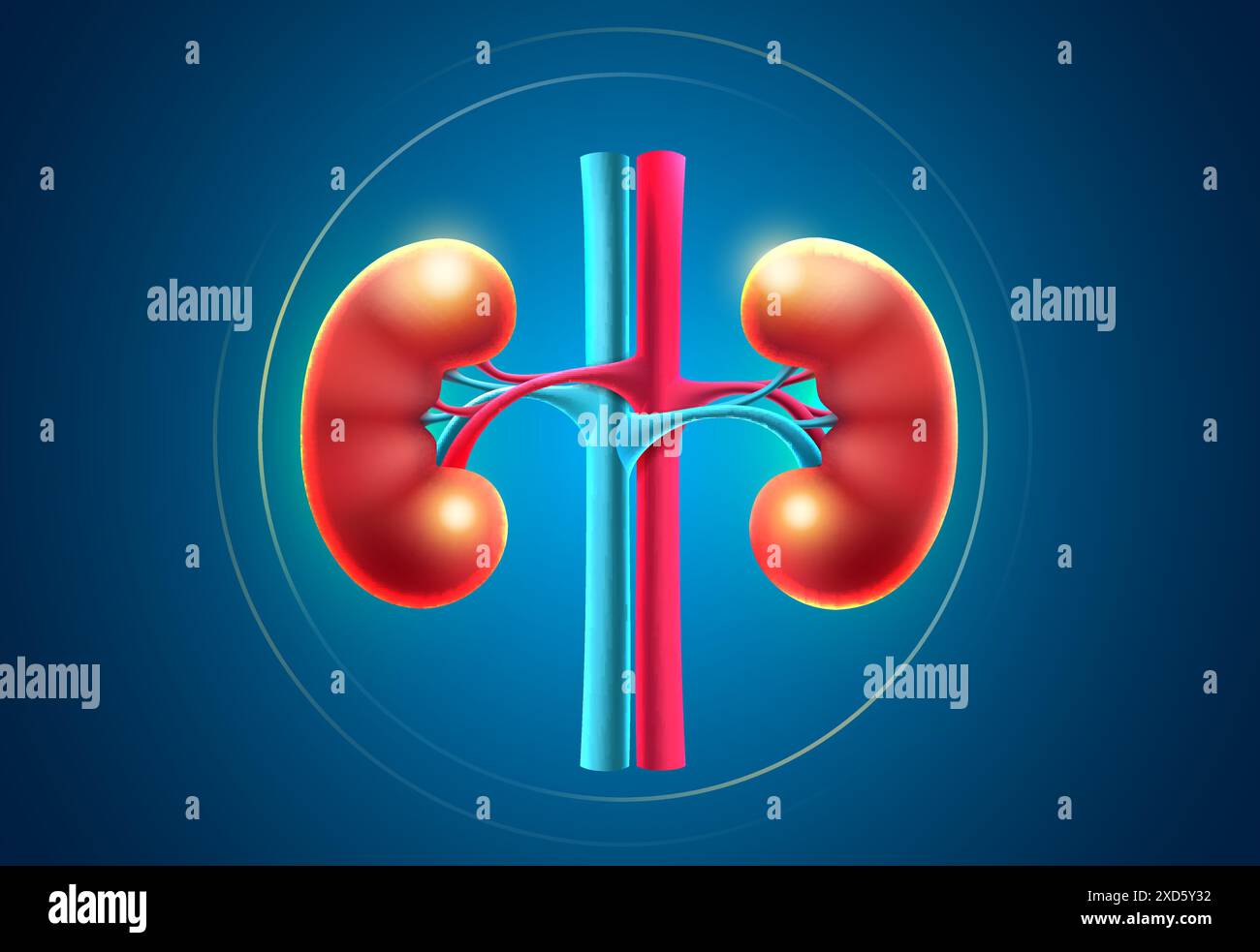 Human body kidneys, vector on white background Stock Vector Image & Art ...